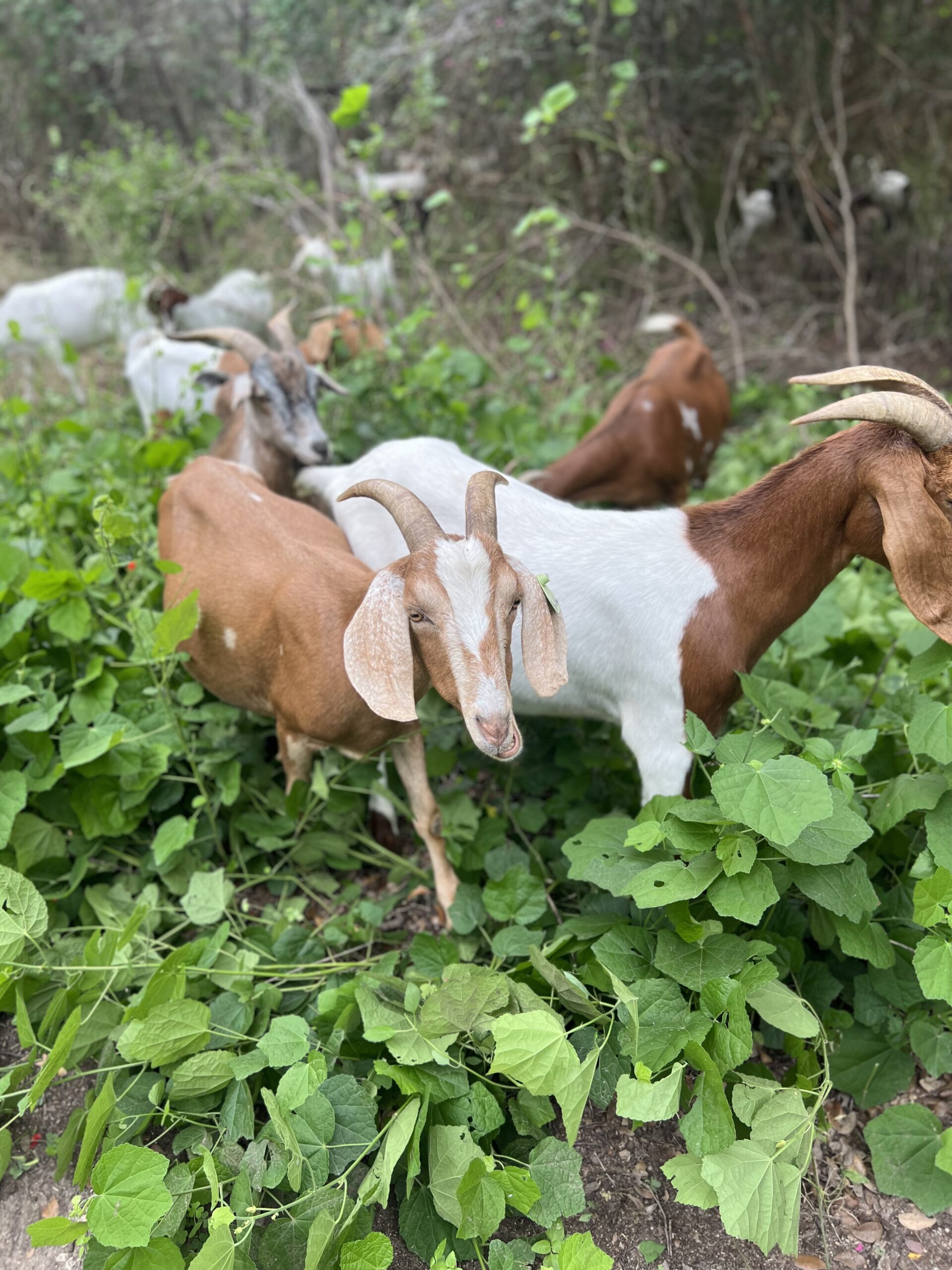Meet the grazing goats transforming Brackenridge Park's landscape ...